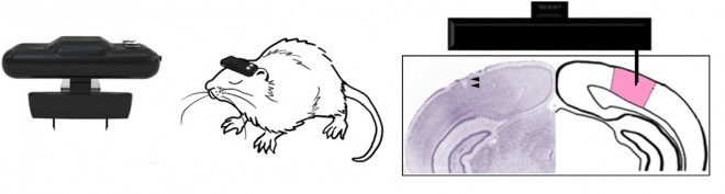 Brain interface gives blind mice a magnetic sense of direction ...