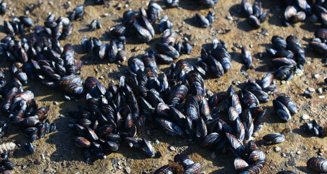 Rapidly acidifying Antarctic waters are dissolving the shells of key ...