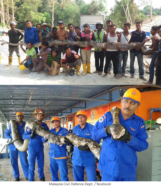 Massive 8-Meter Python Found in Malaysia May Set New World Record ...