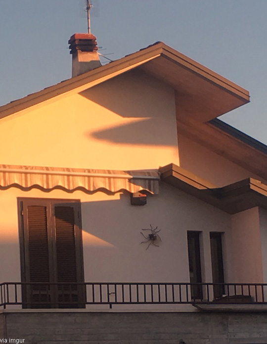 Viral Photo of Giant Spider on Australian Home Sparks Authenticity ...