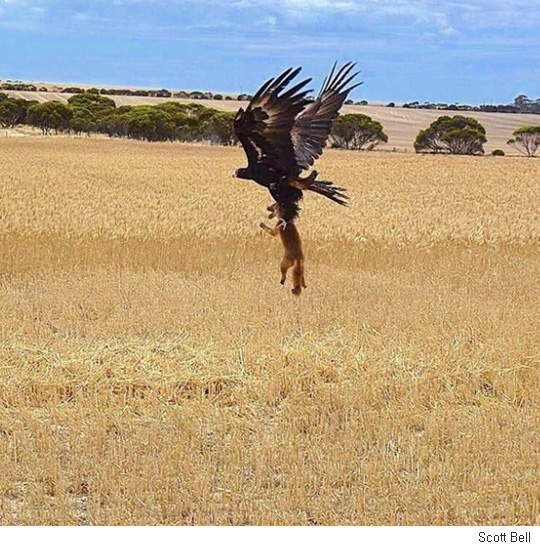 Photograph Captures Wedge-Tailed Eagle Preying on a Fox in Australia ...