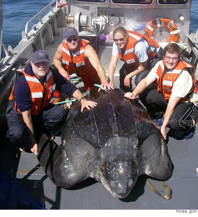 Giant Leatherback Size Comparison