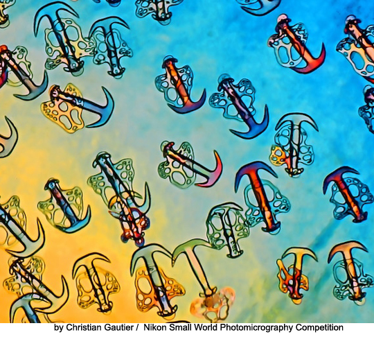 A Marvelous Science Photo: ‘The Skin of a Sea Cucumber’ - DongA Science