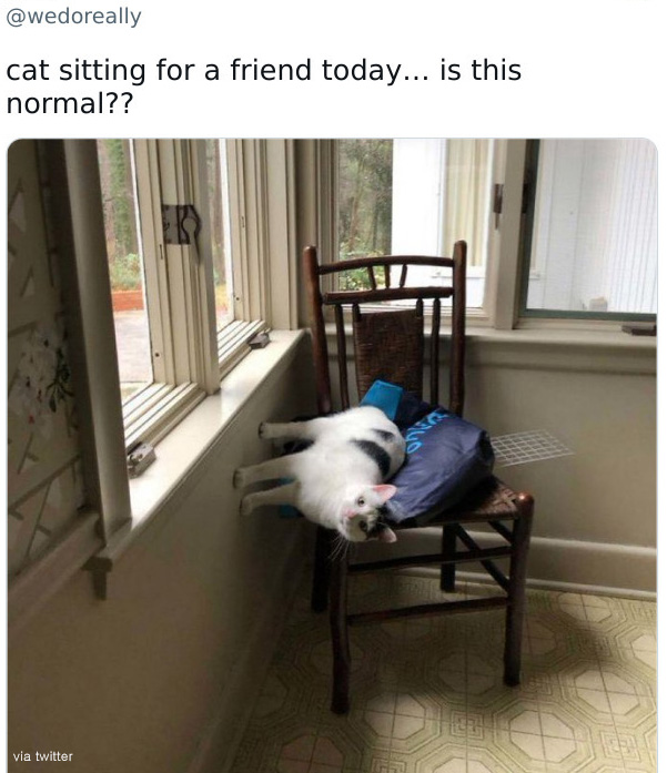 Is My Cat Normal? Meet the 'Spider-Cat' : Dongascience