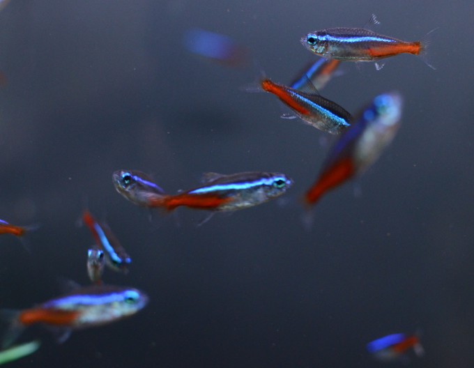 "Get in Line!"... Even Fish Queue Up to Evacuate - DongA Science