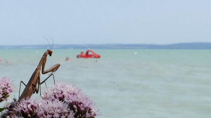 The Secret to How Horsehair Worms Control Mantises... "By Stealing the ...