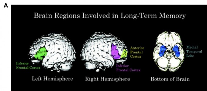 [Neuroscience in Daily Life] The 'Brain Stimulator' That Reverses Age ...