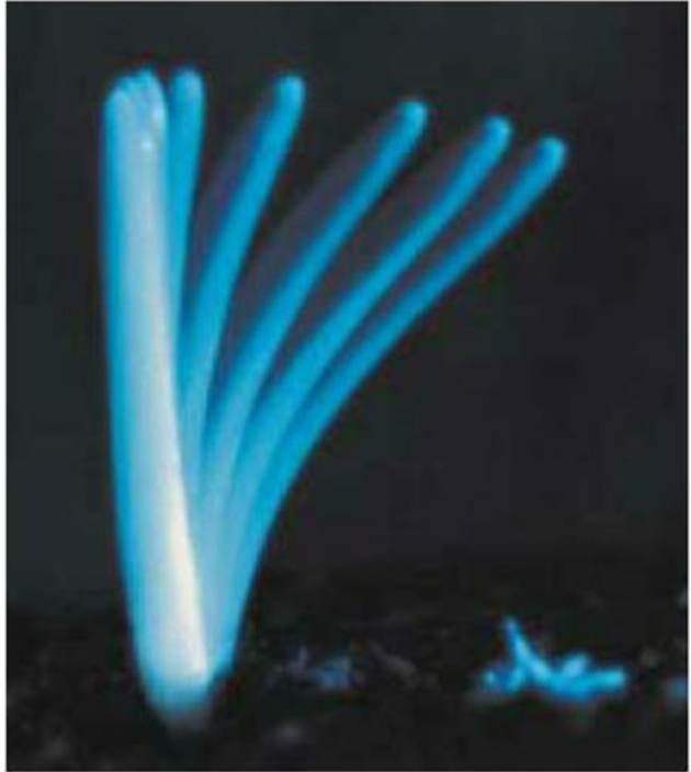 [Kang Seok-ki's Science Cafe] Unraveling the Secret of Phototropism ...