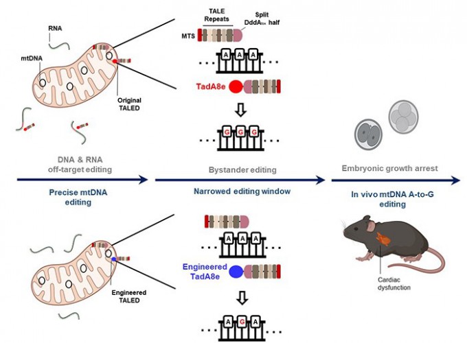 New Hope for Treating Maternally Inherited Mitochondrial Diseases ...