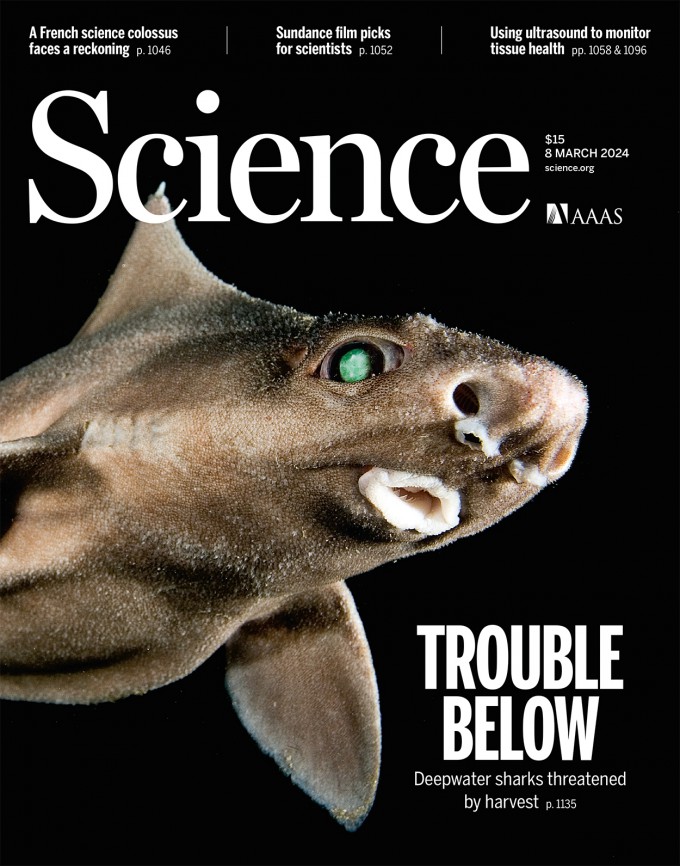 [Science on the Cover] Deep-Sea Sharks Are Facing a 'Silent' Extinction ...