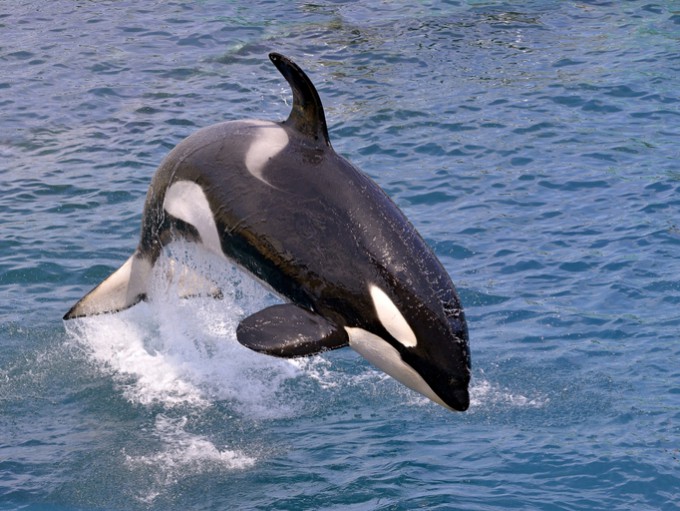Lone Orca Hunts Great White Shark, Rips Out Its Liver in Under 2 ...