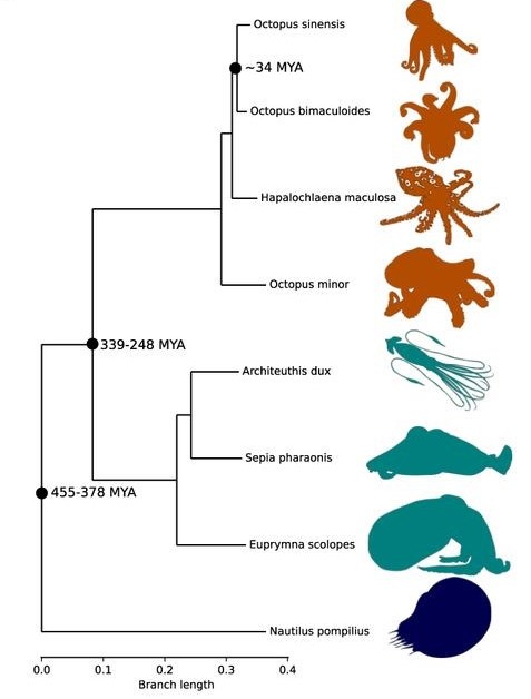 380-Million-Year-Old Sex Chromosome Discovered in Octopus - DongA Science