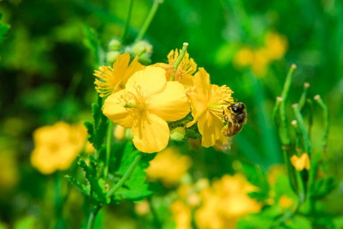 Natural Compounds from Evening Primrose Root and Salvia plebeia Show ...