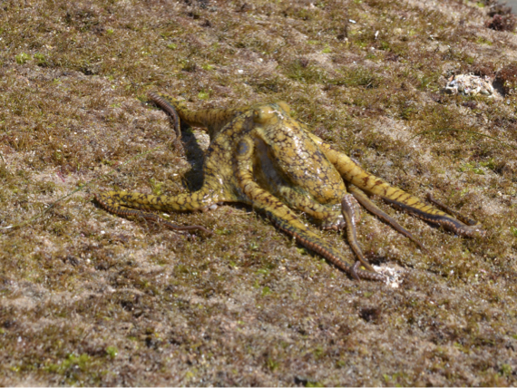 380-Million-Year-Old Sex Chromosome Discovered in Octopus - DongA Science