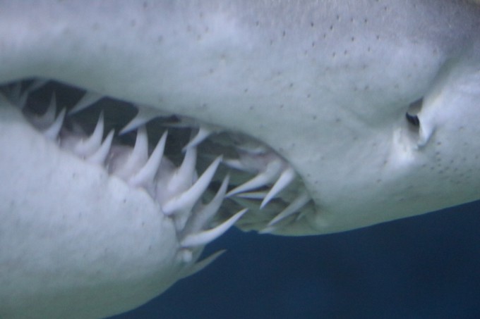 Sharks' Infinitely Regenerating Teeth: Could We Have Them Too? - DongA ...