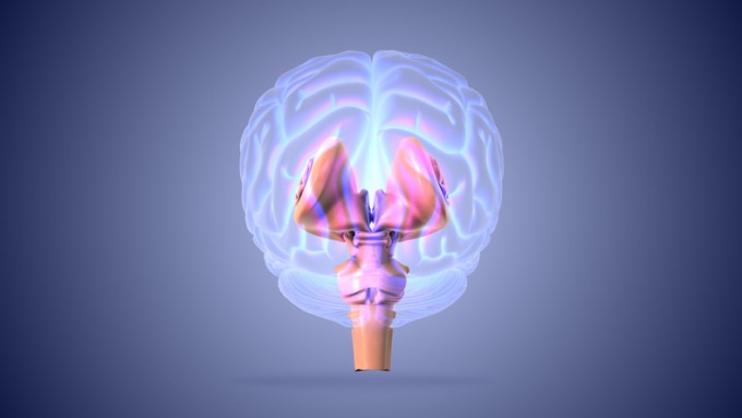 Stem Cells Regenerate Brain Neurons, Offering Hope for Irreversible ...