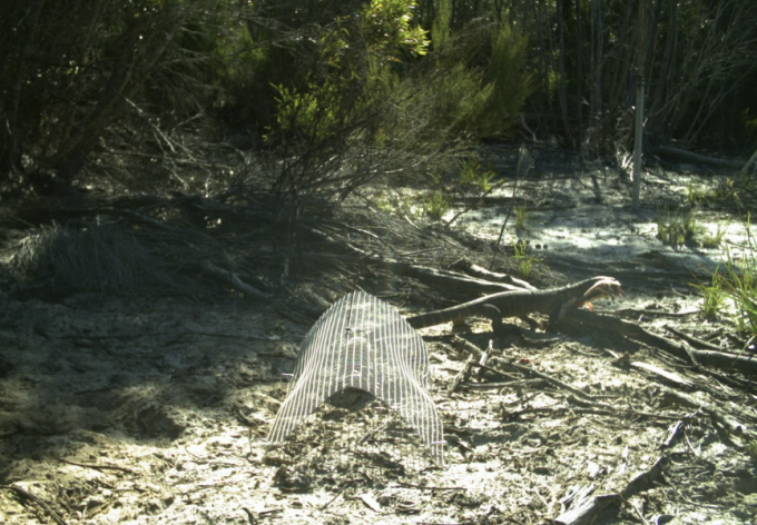[Animal Kingdom] This Giant Lizard Protects Sheep Flocks by Feasting on ...