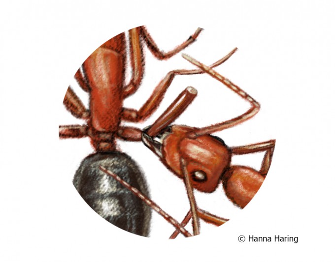 [Animal Kingdom] Ants Perform 'Amputation Surgery' on an Infected ...