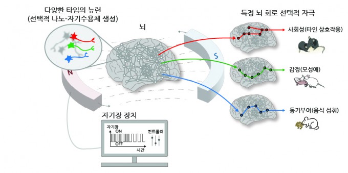 World's First: Scientists Use Magnetic Fields to Freely Control Brain ...
