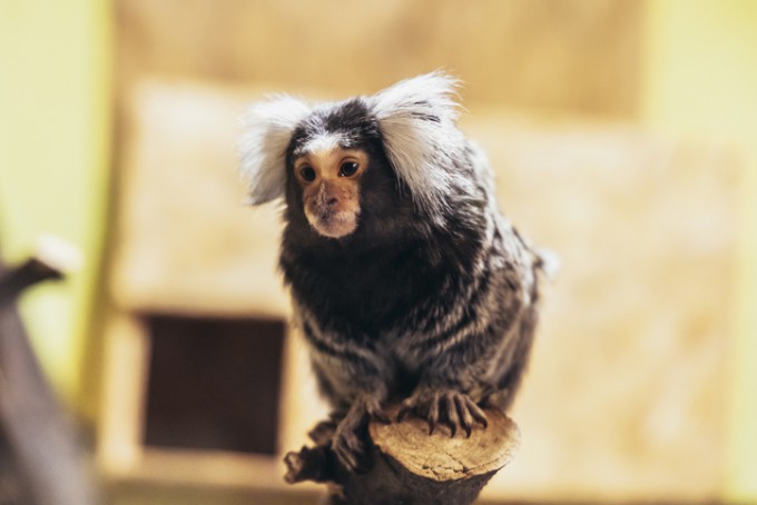 A Primate First: Marmoset Monkeys Found to Call Each Other by Name ...