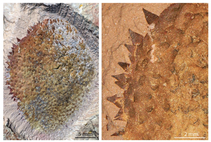 Ancient Mollusk Resembling a Durian Discovered... 'Hollow on the Inside ...