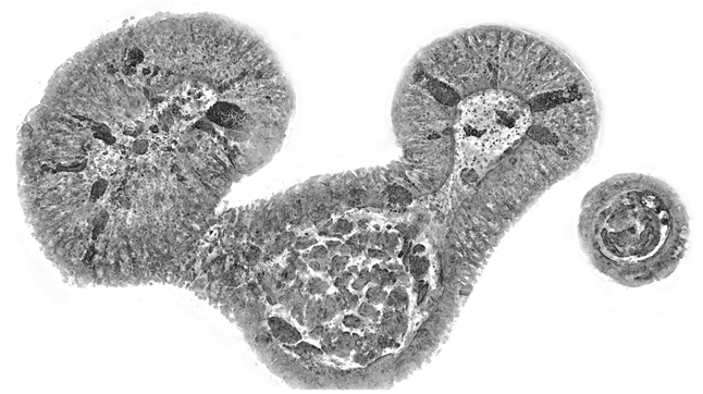 Successful High-Resolution, Real-Time Observation of Organoid Activity ...