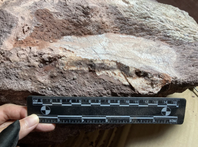First-Ever Dinosaur Fossil Discovered in Hong Kong - DongA Science