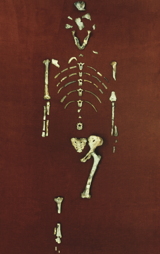 ‘Lucy’ Discoverer Donald Johanson: ‘We Are One Humanity, Dreaming of a ...