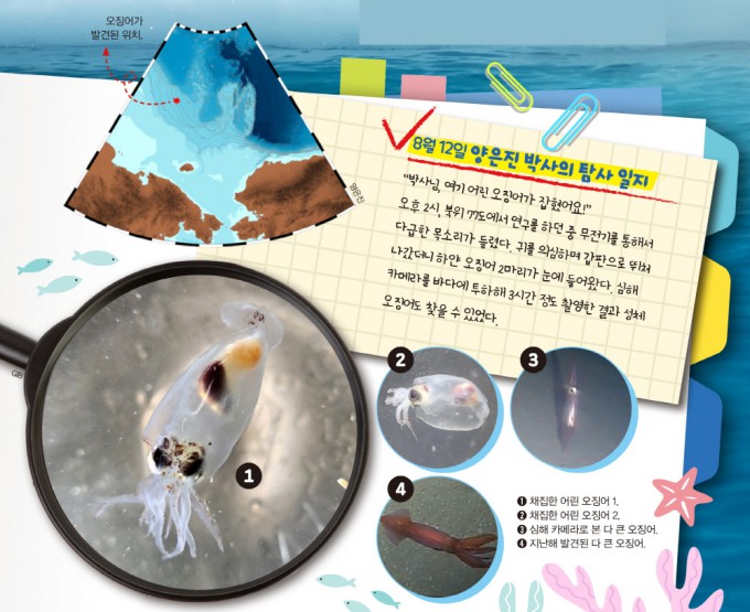 Squid in the Arctic? A Sign of the Climate Crisis - DongA Science