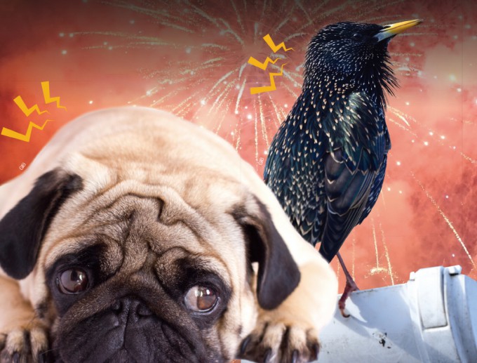 In Search of Safe Light… The Bright and Dark Sides of Fireworks - DongA ...
