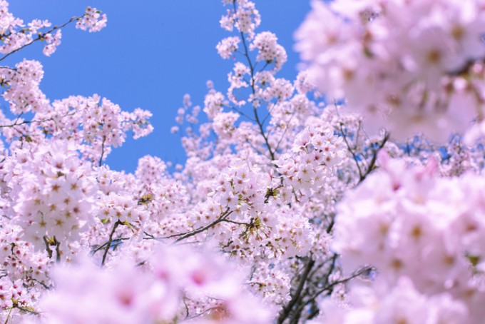 Has Spring Already Sprung? Experts Predict a Warmer-Than-Average Season ...