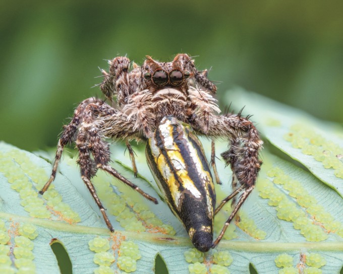 Eat or Be Eaten: The Spider as Both Hunter and Prey - DongA Science