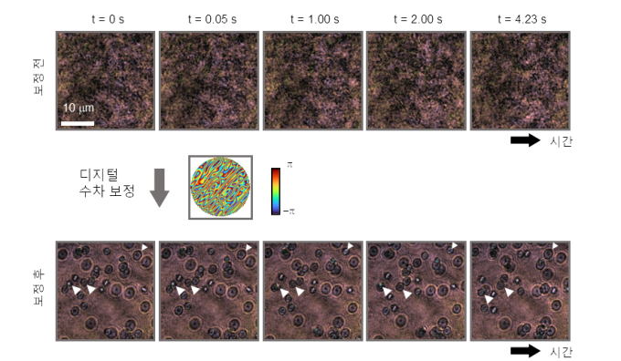 High-Resolution Imaging of Thick Biological Tissues Like Pancreas and ...
