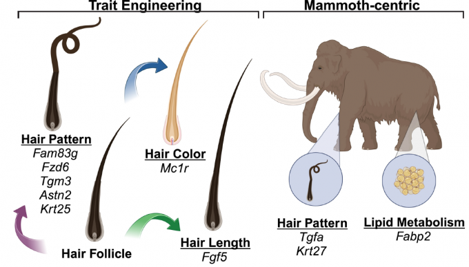 [Kang Suk-ki's Science Cafe] The Truth Behind the 'Mammoth-Haired ...