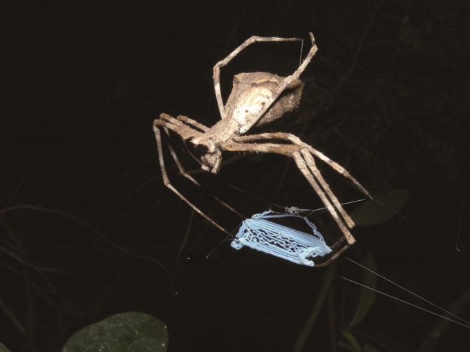 Eat or Be Eaten: The Spider as Both Hunter and Prey - DongA Science