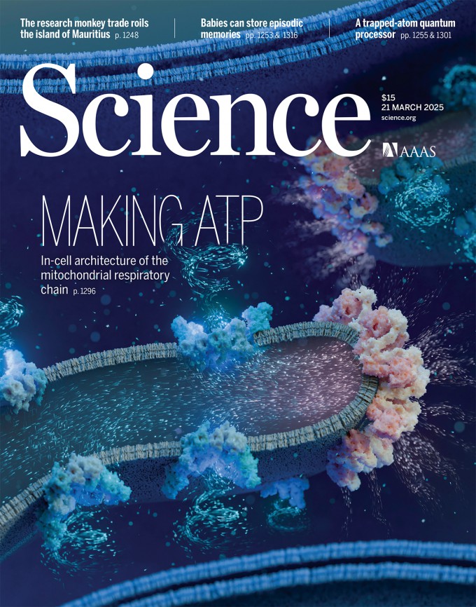 [Science on the Cover] Unveiling the Mitochondrial 'Supercomplex,' the ...