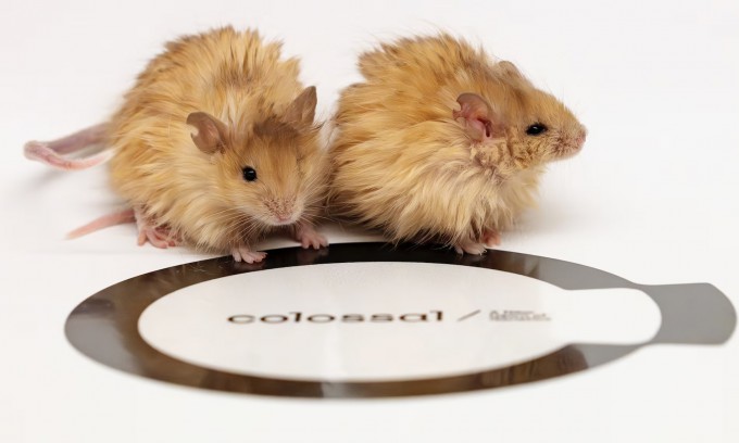 'Dire Wolf Resurrection' Draws Fierce Criticism: 'Just a Gene-Edited ...