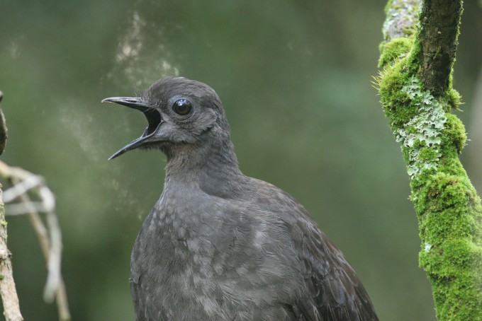 The Superb Lyrebird, An 'Insect Farmer' of the Forest - DongA Science