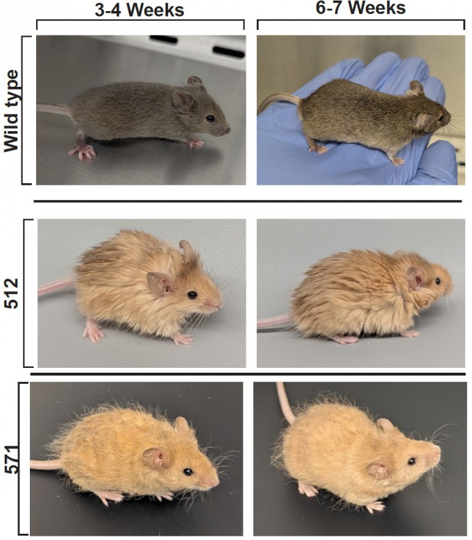 [Kang Suk-ki's Science Cafe] The Truth Behind the 'Mammoth-Haired ...