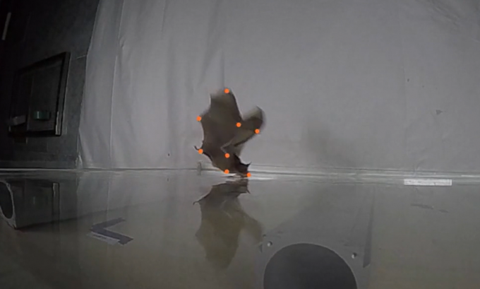 [Animal Watch] The Acrobatic Flight of Bats Skimming Water to Drink ...