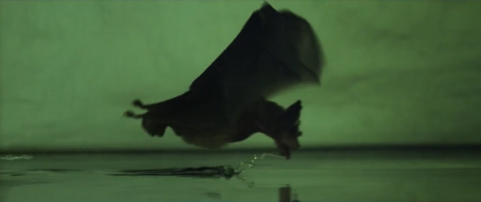 Bat Flying Around Gif