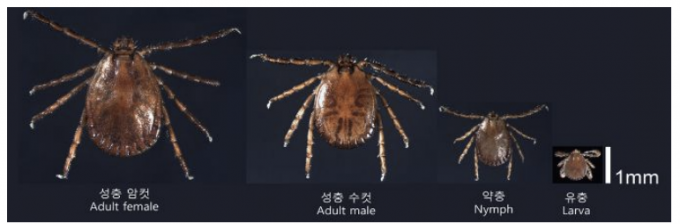 [Health & Bio Brief] KDCA Launches Tick Surveillance as SFTS Season ...