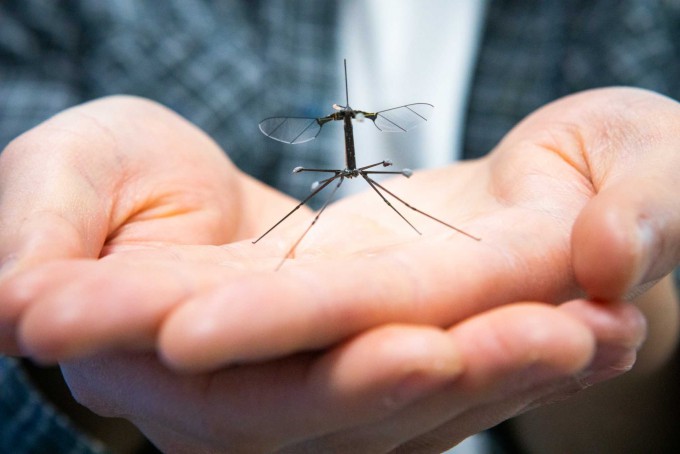 Harvard's RoboBee Learns Graceful Landing Technique from Crane Fly ...