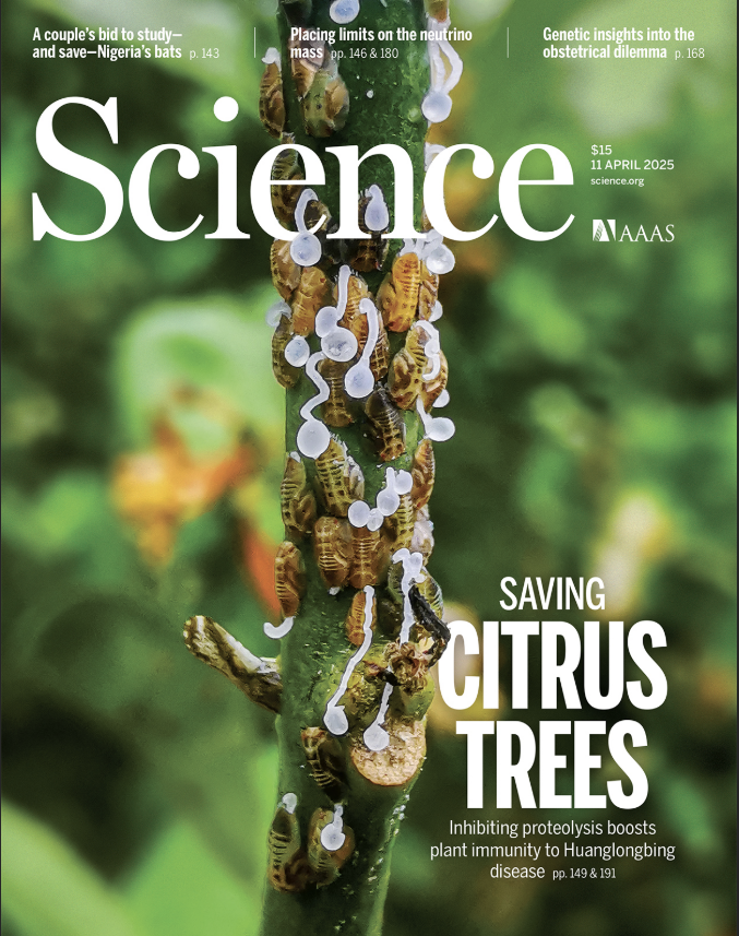 [Science from the Cover] A Clue to Treating 'Huanglongbing,' the ...