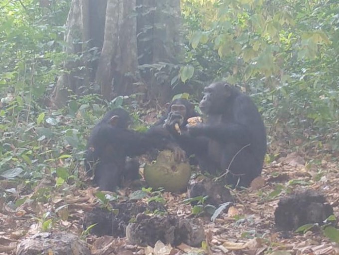 야생 침팬지들의 '알코올 파티' 첫 목격…인간 '잔치' 기원일까 : 동아사이언스