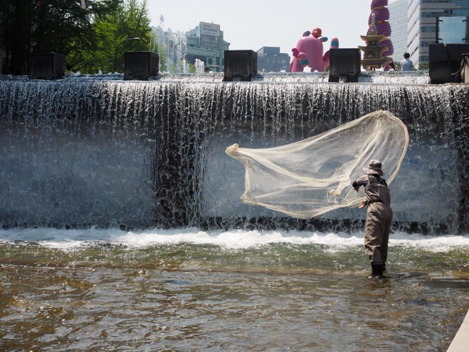 Korean Endemic Fish 'Shiri' Found in Cheonggyecheon, 20 Years After ...