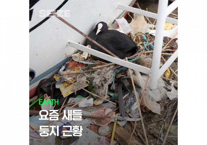 [Science Video] Urban Birds Are Building Nests with Plastic Trash ...