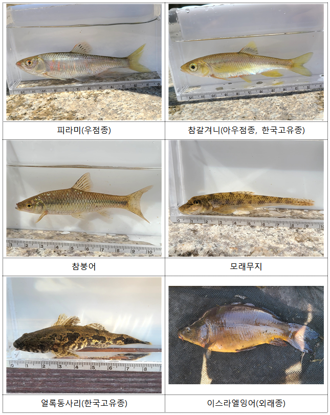 Korean Endemic Fish 'Shiri' Found in Cheonggyecheon, 20 Years After ...