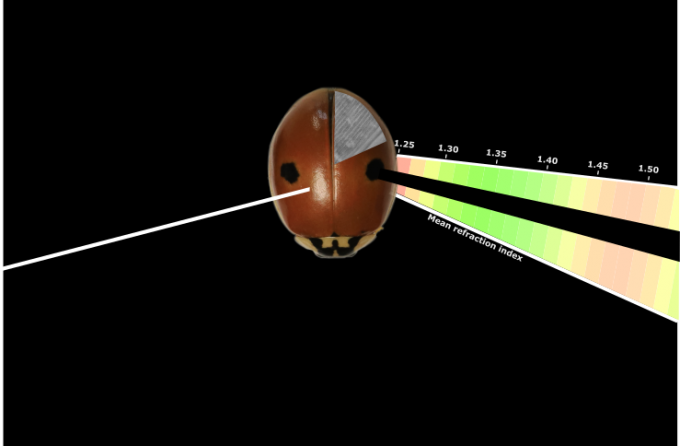 [Animal-pedia] The Secret to Ladybugs' Dazzling Colors: A Collaboration ...