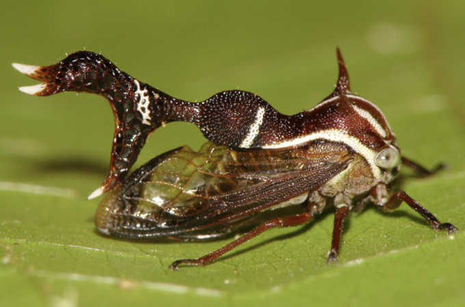 Treehoppers Use Electric-Sensing 'Helmets' to Tell Friend from Foe ...